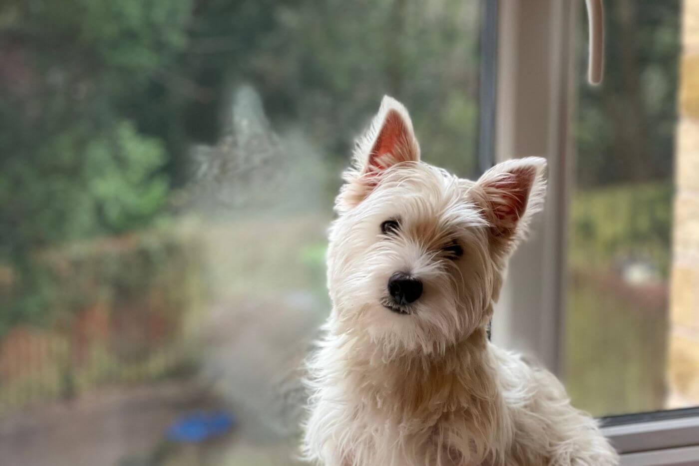 7 Great Pet Security Tips